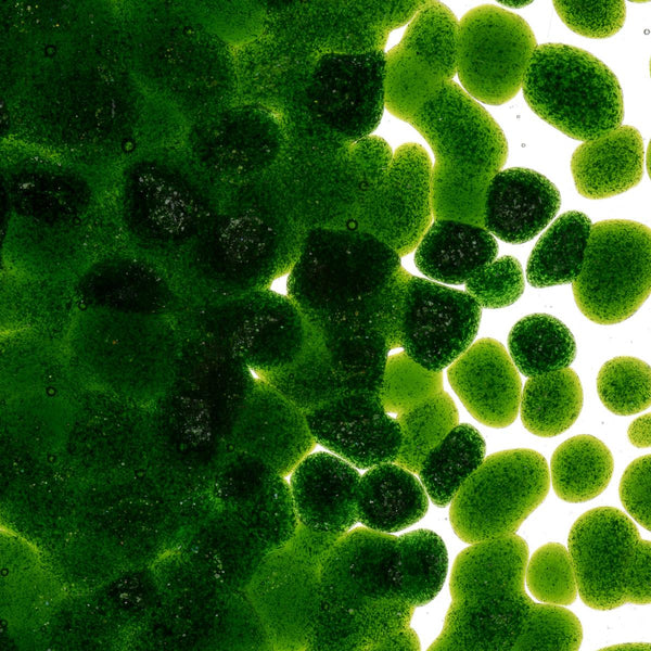 Aventurine Green Coe 90 Glass Frit Balls Aventurine Green Frit Balls ...